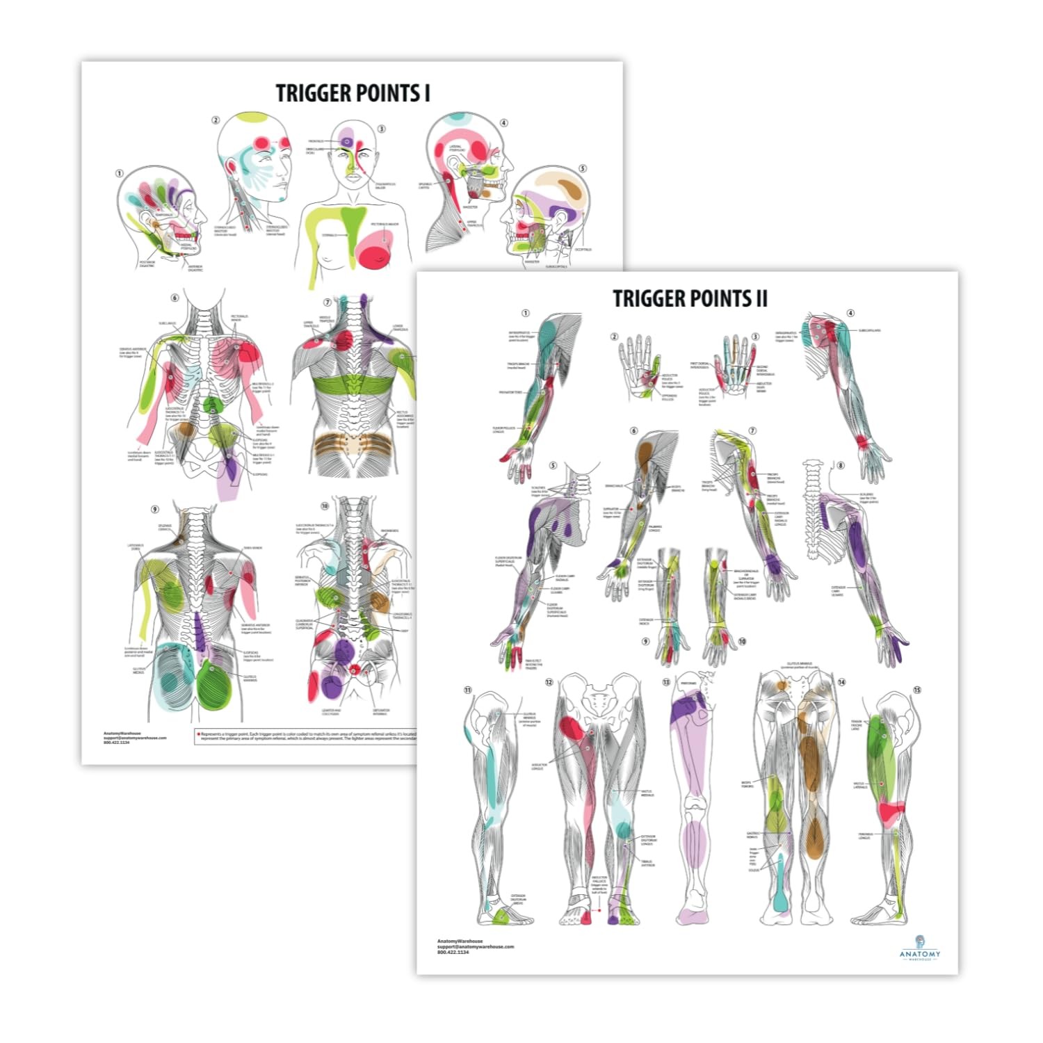 2 PACK Trigger Points I & II Poster Set, LAMINATED, Anatomy and Physiology Poster, 17.3 x 22.5 ...