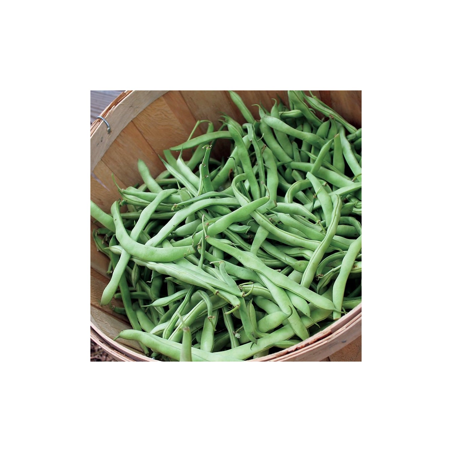 Park Seed Kentucky Blue Pole Bean Seeds – AAS Winner, 8–9 Inch Pods ...