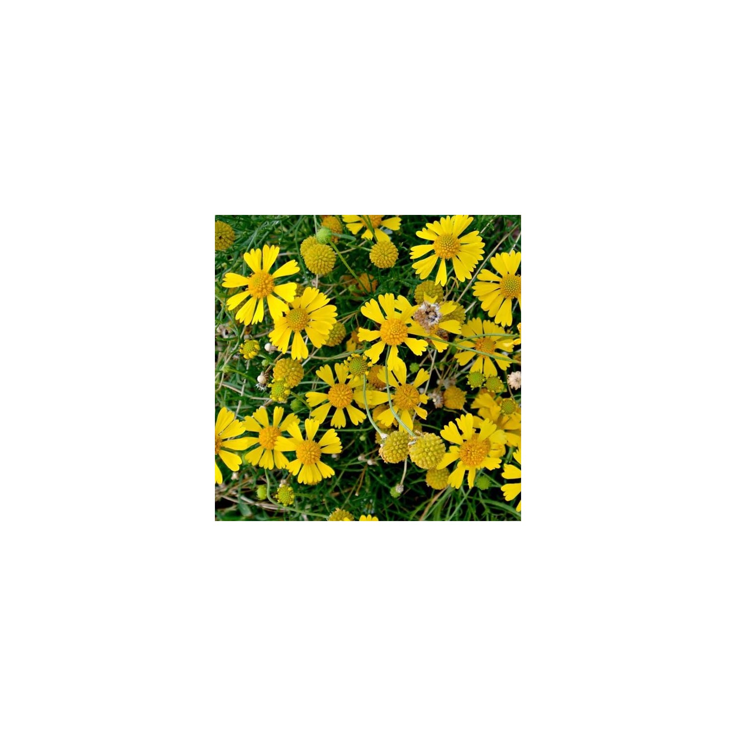 HELENIUM amarum (Dwarf Helenium) Flower Seeds, Easy to Grow, Attractive ...