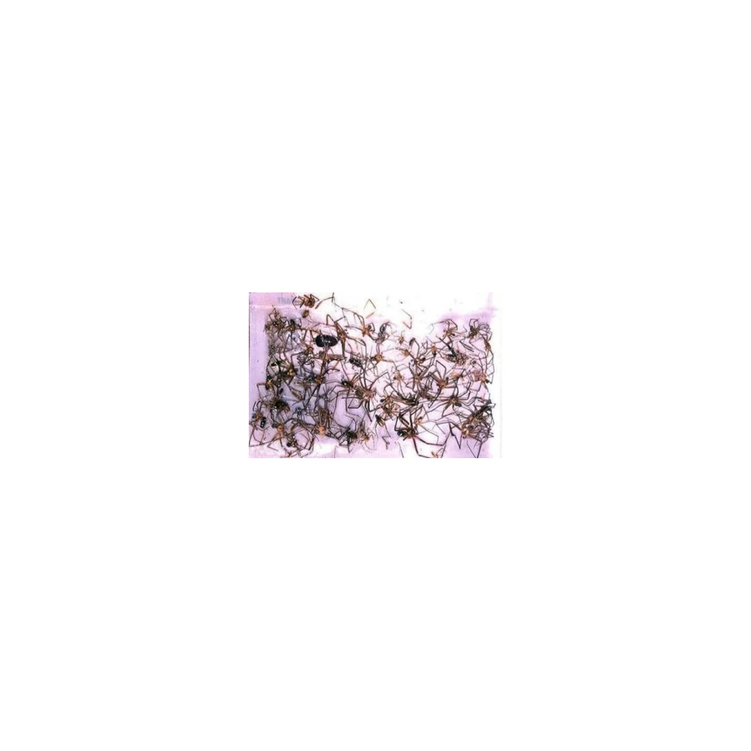 Bell Labs 12 Brown Recluse Spider Traps House Spider Traps Non-Toxic ...