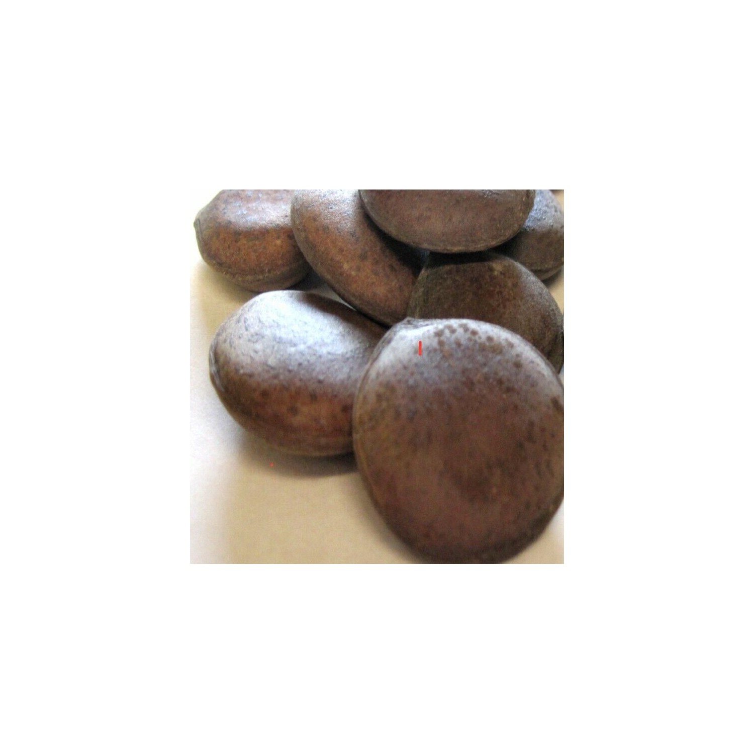 Habas de San Ignacio 24 Habas Enteras Ignatius Bean 24 count - ibspot.com