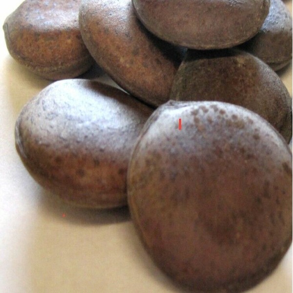 Habas de San Ignacio 24 Habas Enteras Ignatius Bean 24 count - ibspot.com
