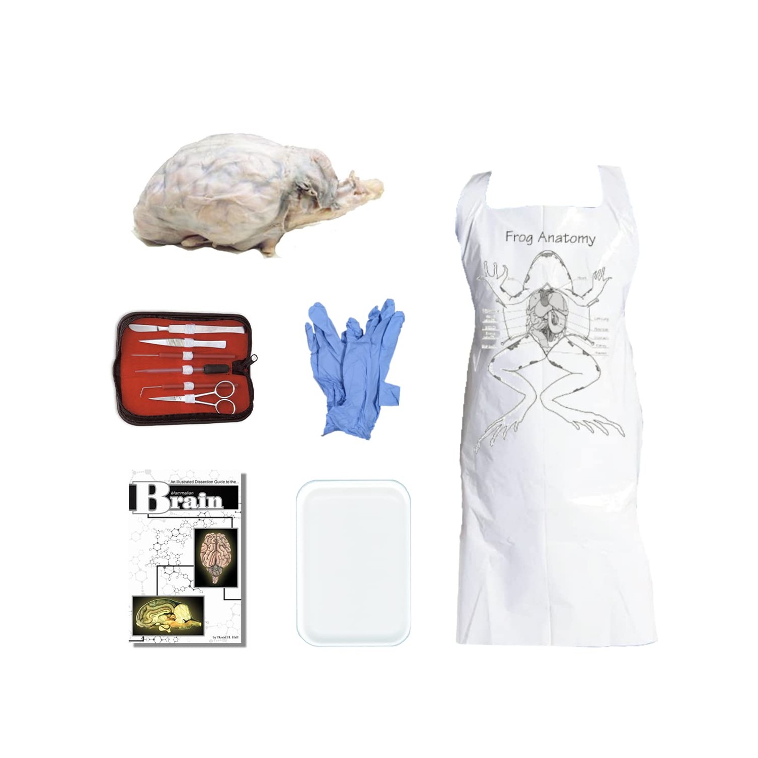 Anatomy Lab Sheep Brain Dissection Kit with Scalpel Dissection Guide ...