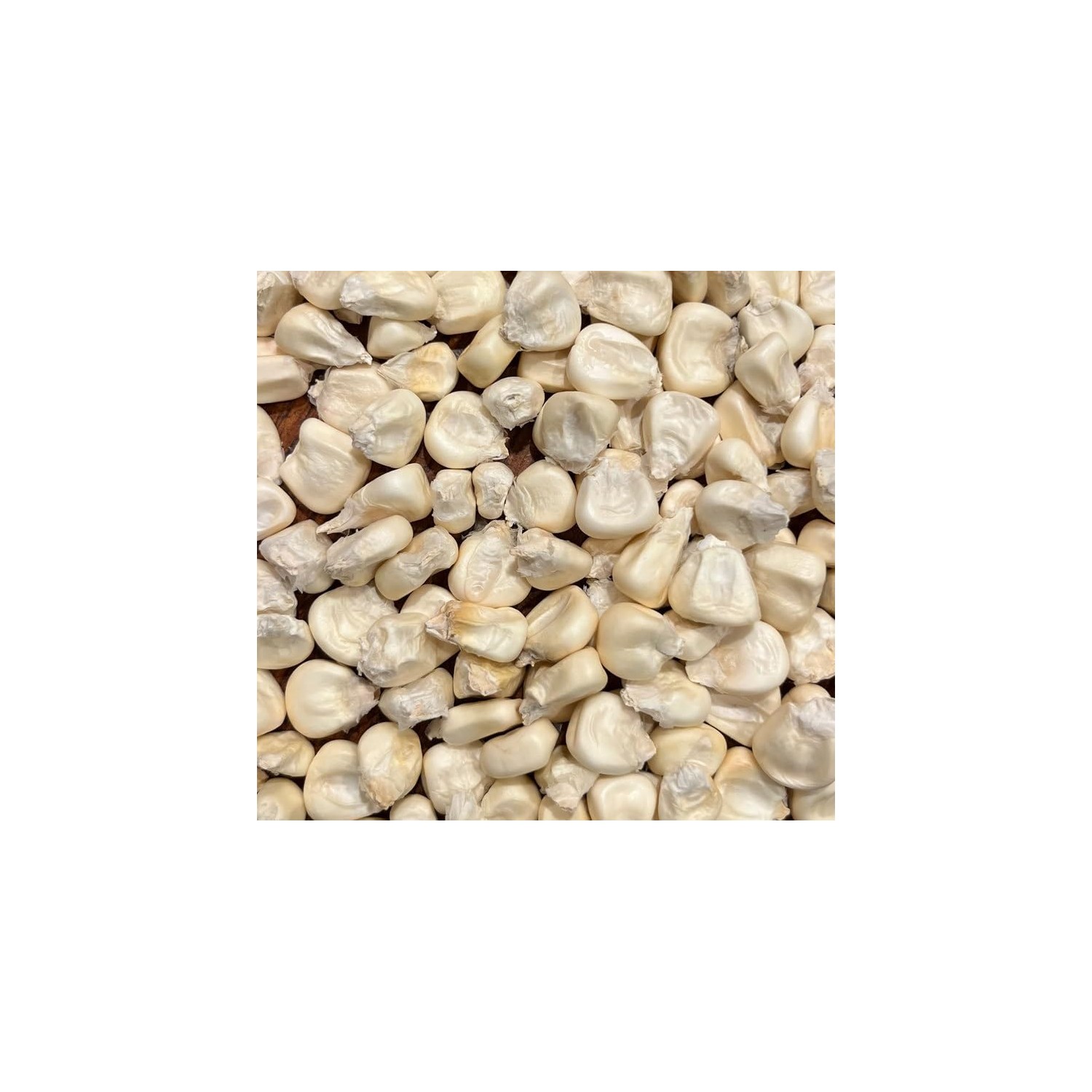 Cacahuazintle White Corn Masa Pozole Tamale Maize 20 Seeds for Planting ...