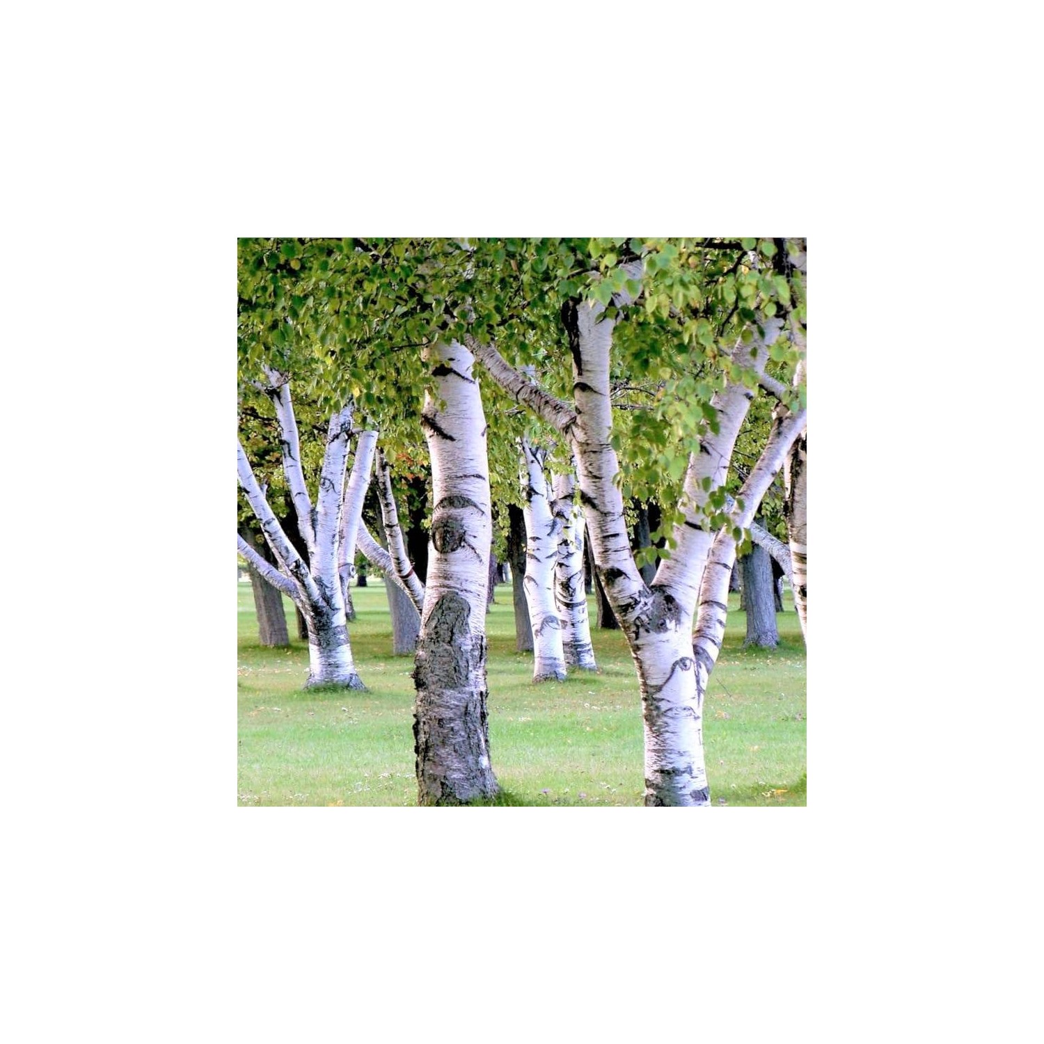 TomorrowSeeds - European White Birch Tree Seeds - 1200+ Count - for ...
