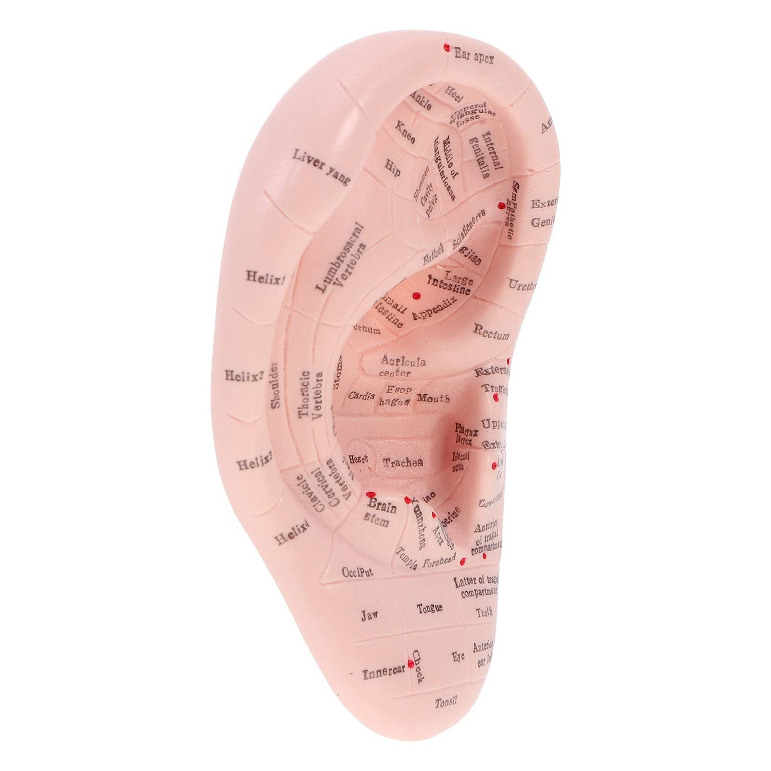 Human Ear Model Ear Acupuncture Anatomical Model Reflexology Acupoint ...
