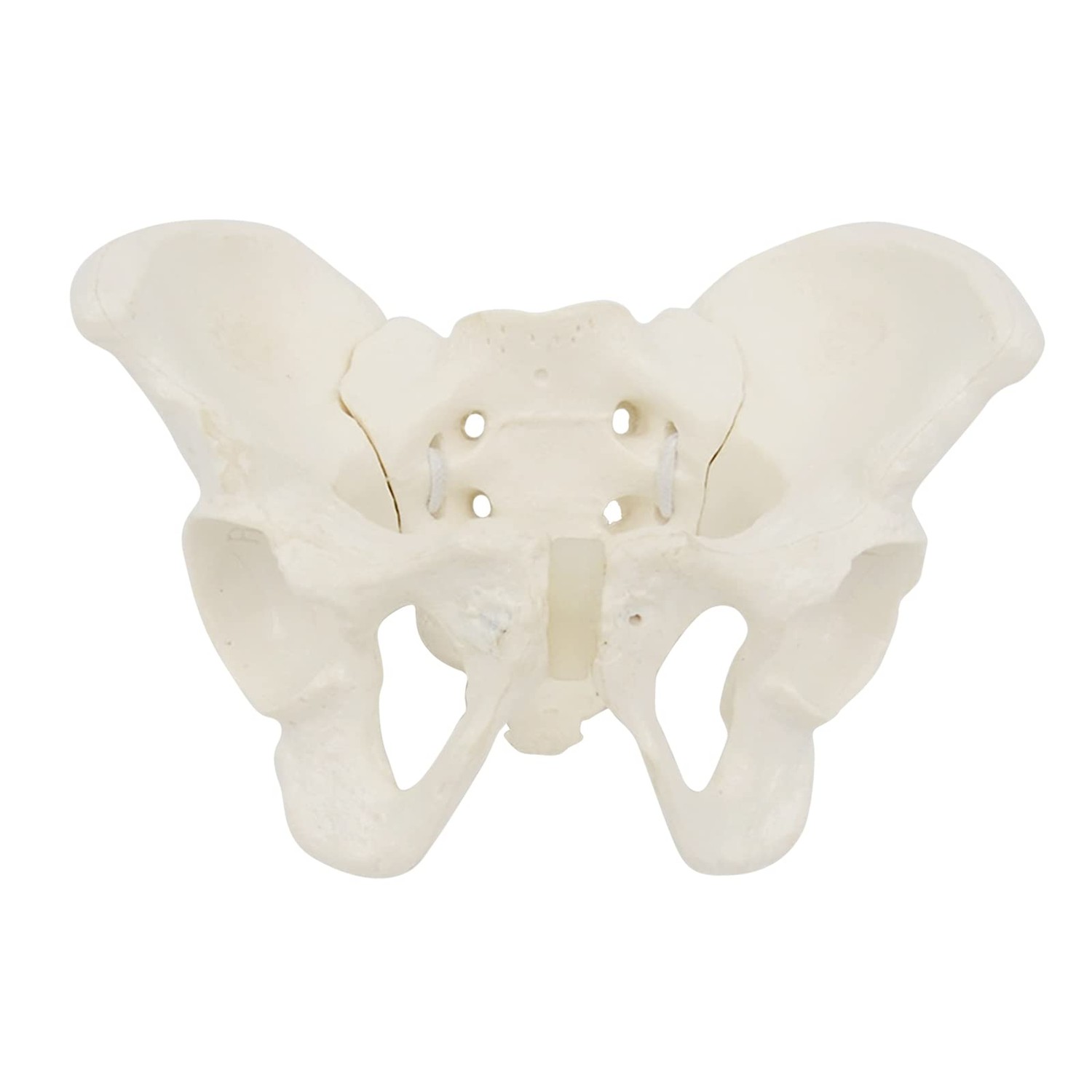 YANGLY Life Size Female Pelvic Model, Flexible Anatomy Model ...
